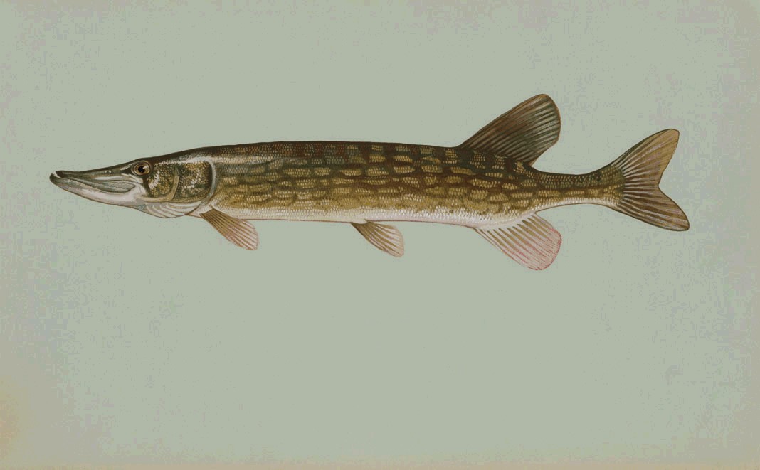 Fishing - Big Alum Lake Association